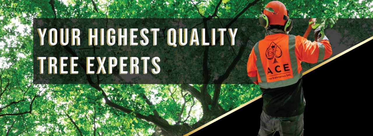 Emergency Tree Service - Ace Tree Enterprise Inc.